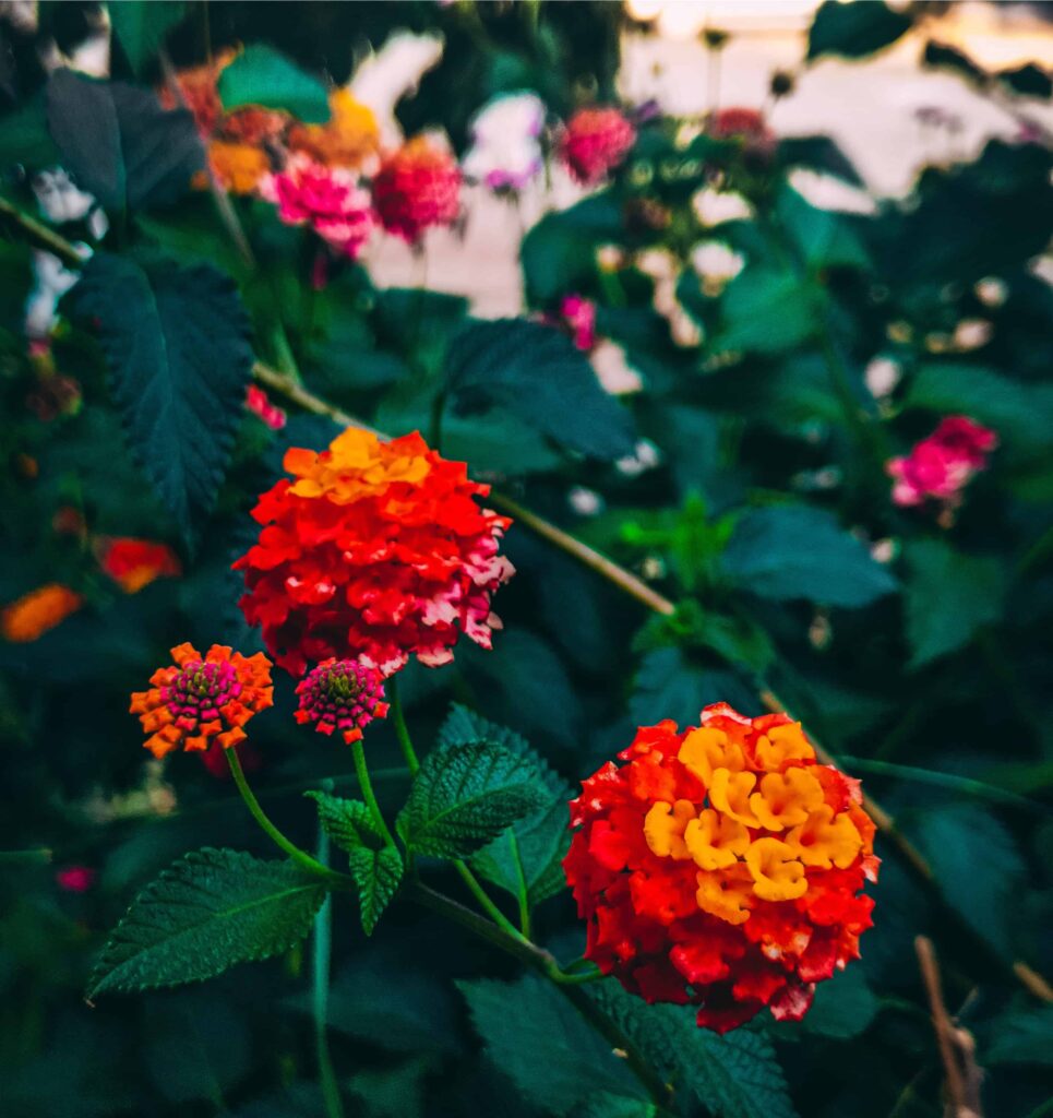 The 10 Best Low Maintenance Plants for Florida Landscaping