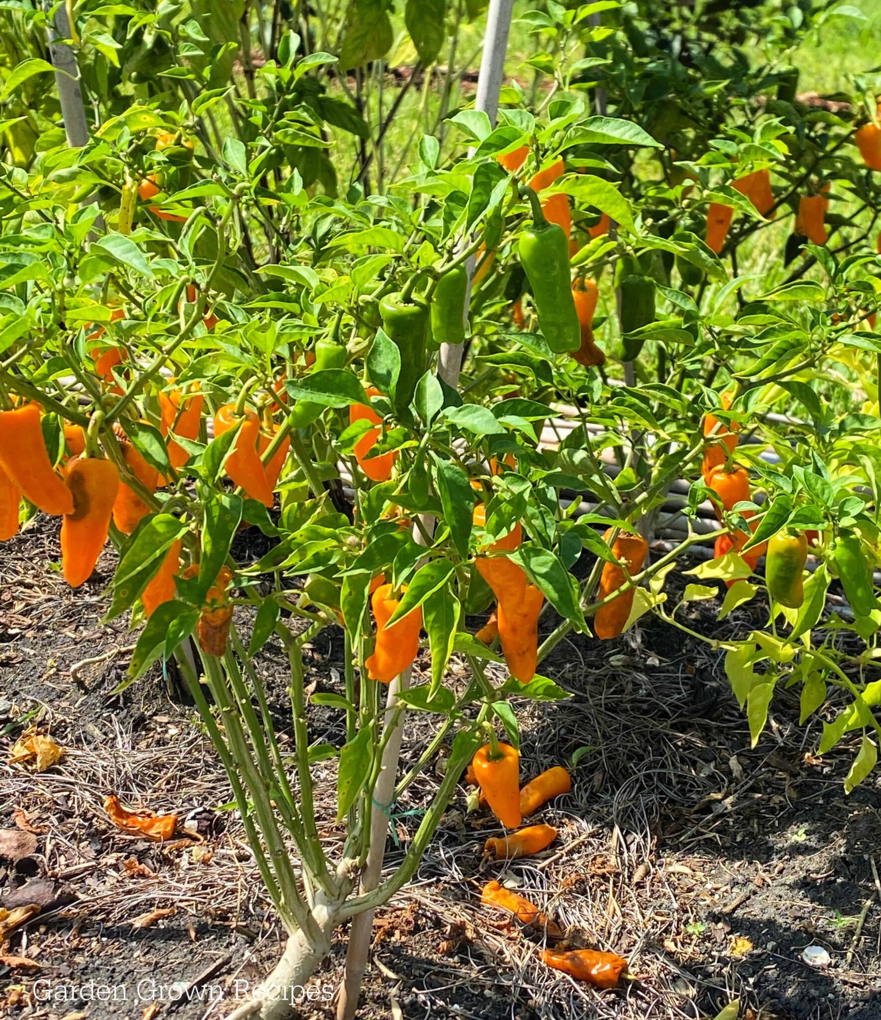 Datil Pepper Sauce Recipe (Florida Original)